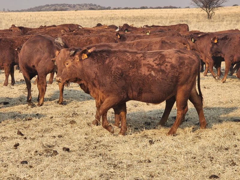 Lot 99- Beefmaster - Prima Agri Marketing