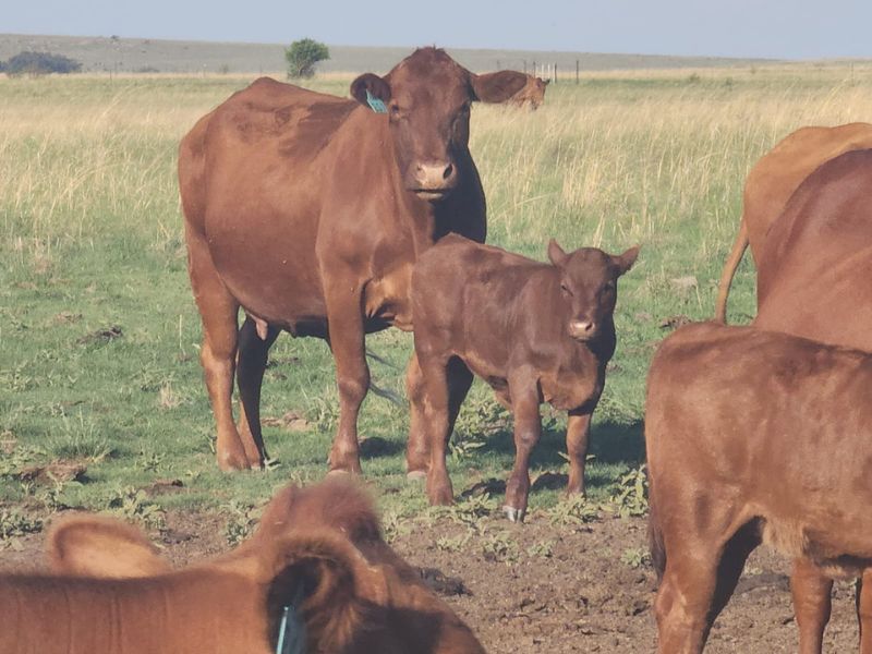 Livestock for Sale - Prima Agri Marketing