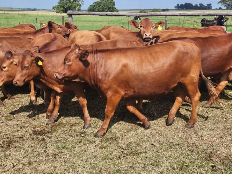 Livestock for Sale - Prima Agri Marketing